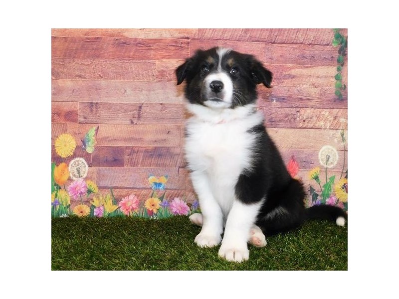 Border Collie Puppies - Breed Info - Petland Batavia, Illinois