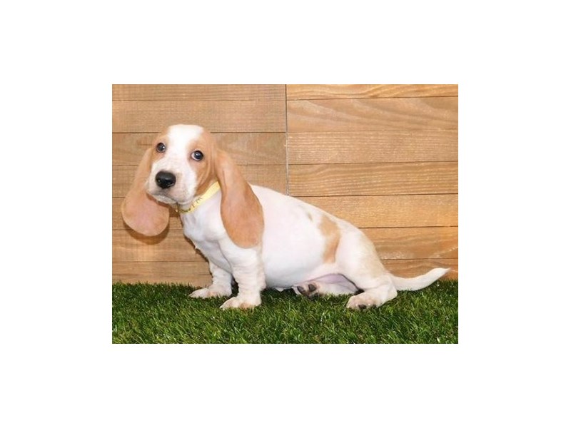 Basset Hound Puppy Lemon / White ID:20284 Located at Petland Batavia ...