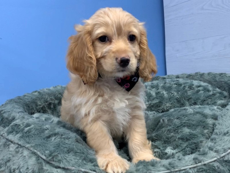 Cockapoo Puppy Buff ID:20114 Located at Petland Batavia, Illinois