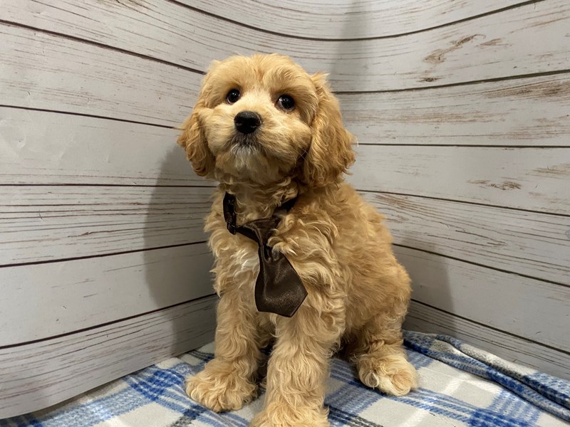 Cockapoo Puppy Buff ID:12230 Located at Petland Batavia, Illinois
