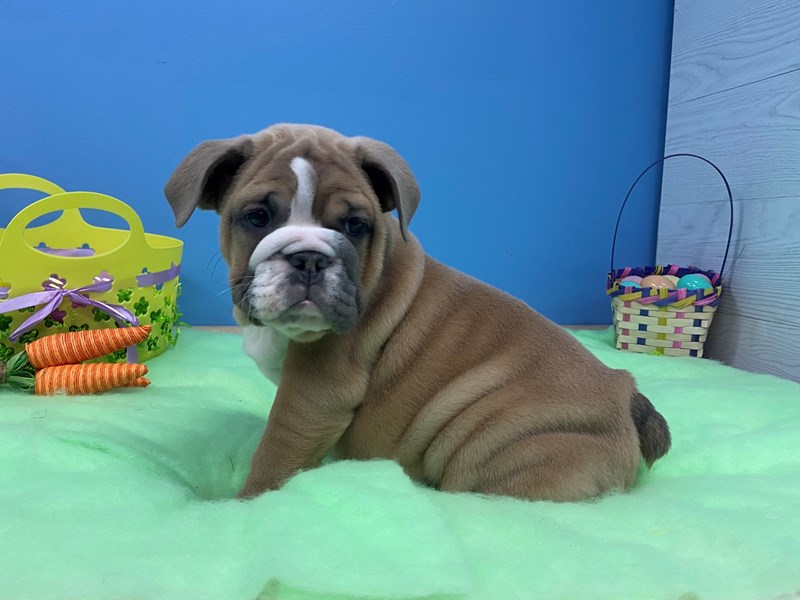 English Bulldog Puppy Blue Sable ID:20831 Located at Petland Batavia ...