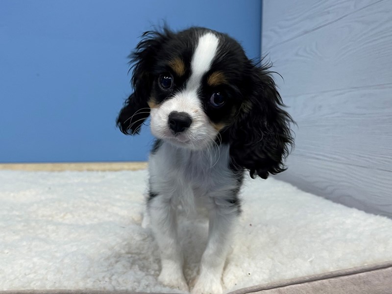 Cavalier King Charles Spaniel Puppy Tri-Colored ID:21361 Located at ...