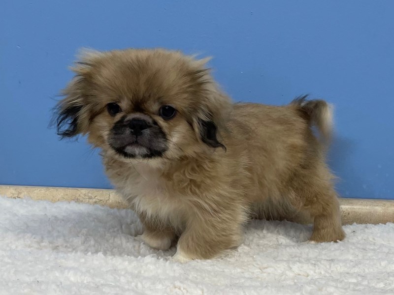 Pekingese Puppy Sable ID:21435 Located at Petland Batavia, Illinois