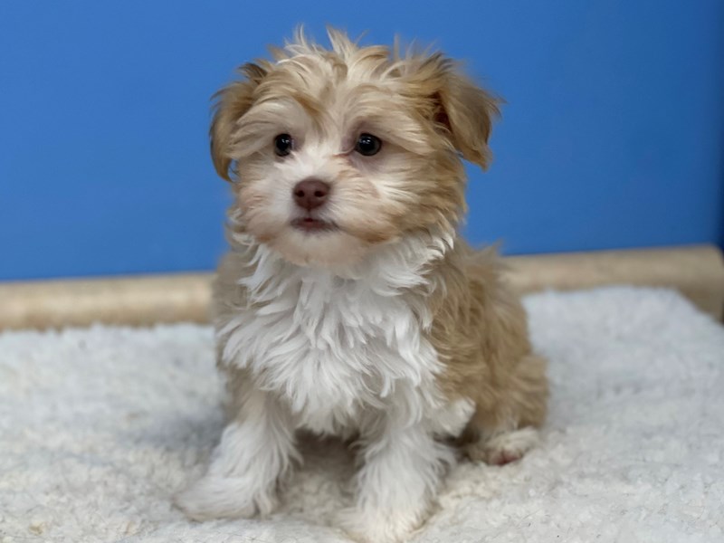 Havanese Small Animal Gold ID:21530 Located at Petland Batavia, Illinois