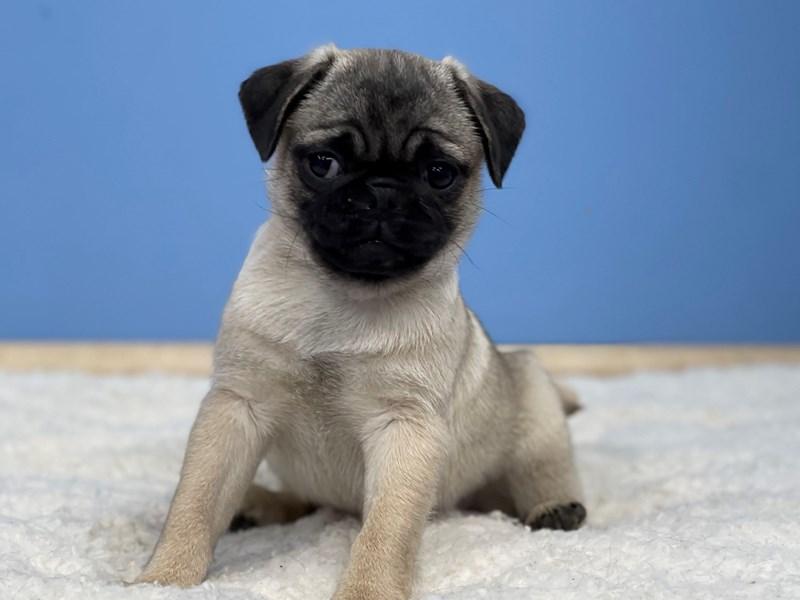 Pug Puppies - Breed Info - Petland Batavia, Illinois