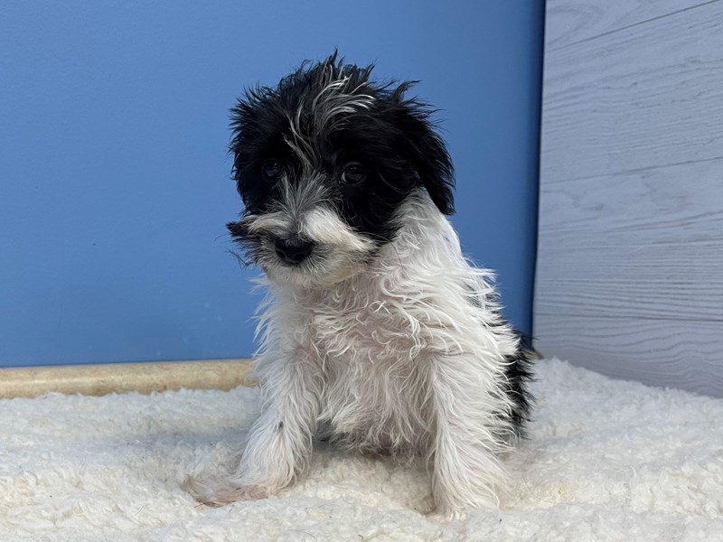 Miniature Schnauzer Small Animal Black and White Parti ID:21481 Located ...