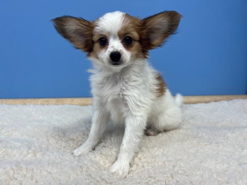 Papillon Small Animal Tri-Colored ID:21590 Located at Petland Batavia ...