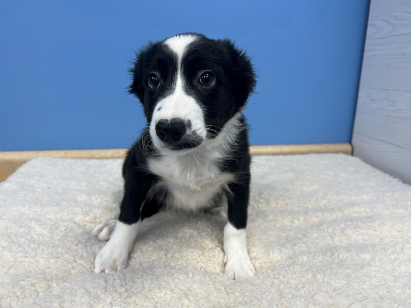 Border Collie Puppies - Breed Info - Petland Batavia, Illinois