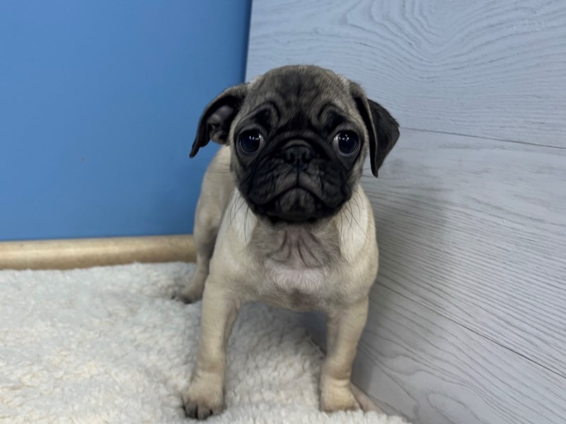 Pug Small Animal Fawn ID:21629 Located at Petland Batavia, Illinois