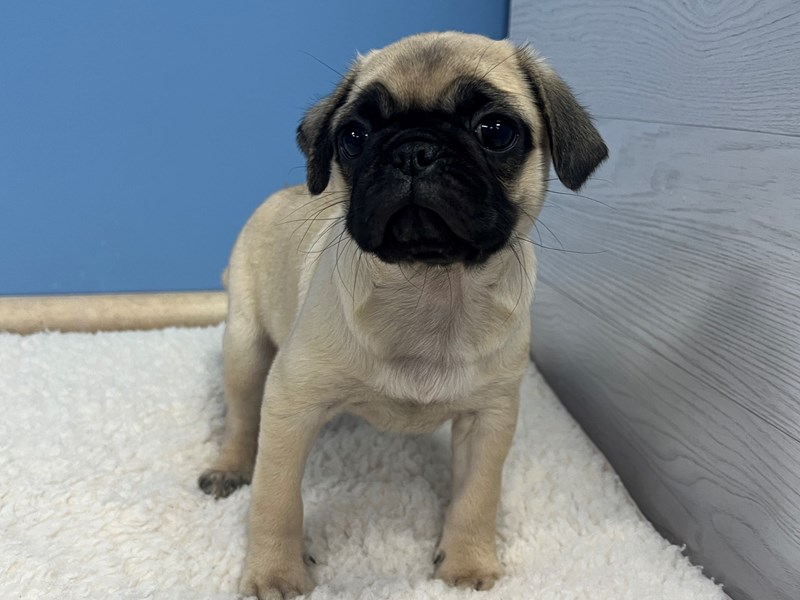 Pug Small Animal Blue Roan ID:21782 Located at Petland Batavia, Illinois