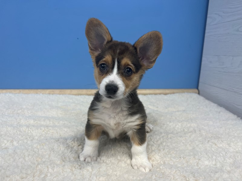 Pembroke Welsh Corgi Small Animal Black and Tan ID:21725 Located at ...