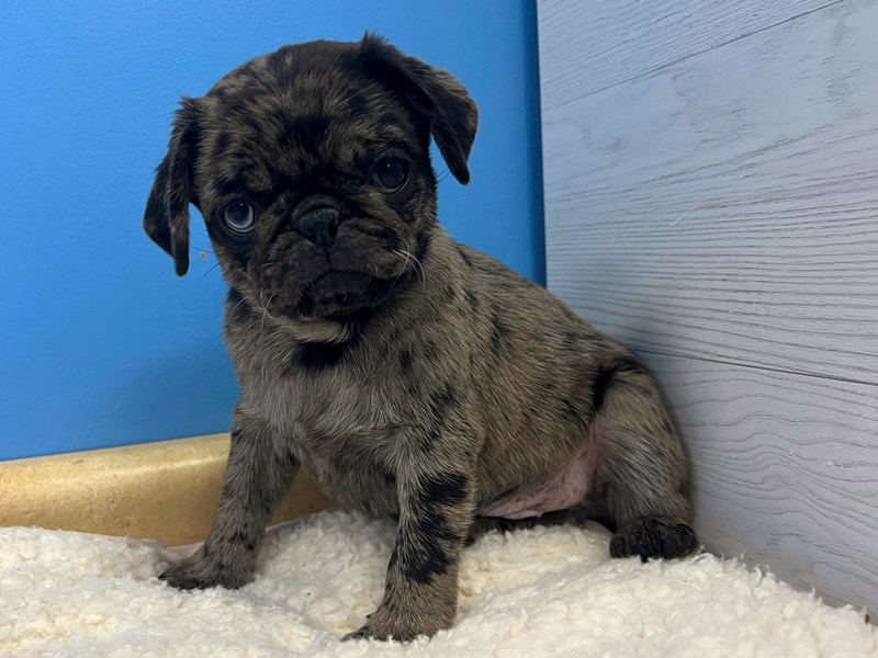 Pug Small Animal Blue Roan ID:21782 Located at Petland Batavia, Illinois
