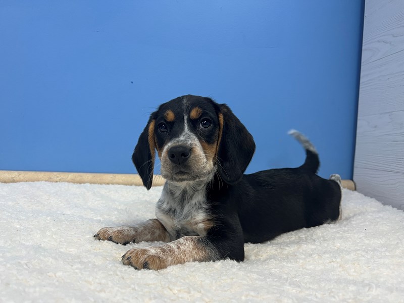 Bluetick Beagle Bandit Animal House Shelter