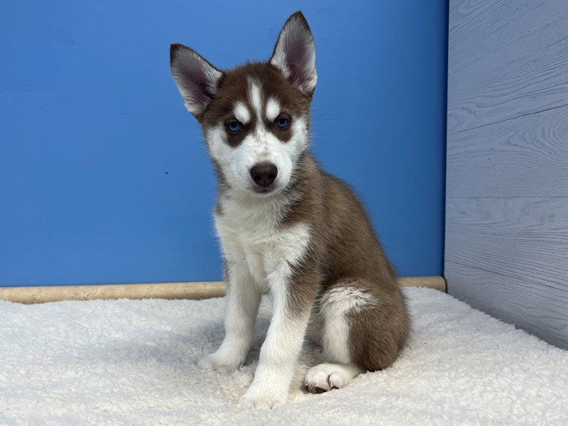 Siberian Husky Small Animal Red and White ID:21811 Located at Petland ...