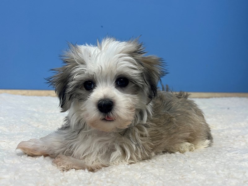 Havanese Small Animal Gold Sable ID:21843 Located at Petland Batavia ...