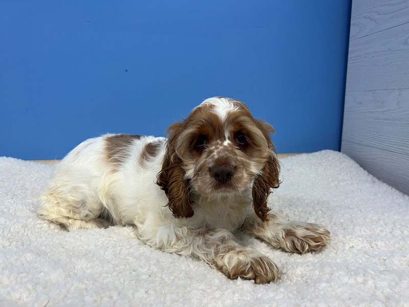 Cocker Spaniel Small Animal Buff and White ID:21879 Located at Petland ...