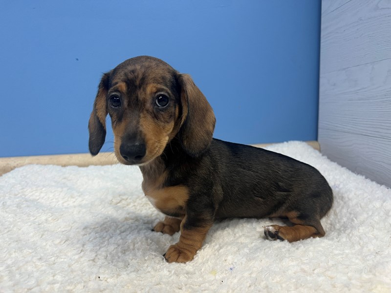 Dachshund Small Animal Red Sable Dapple ID:21916 Located at Petland ...