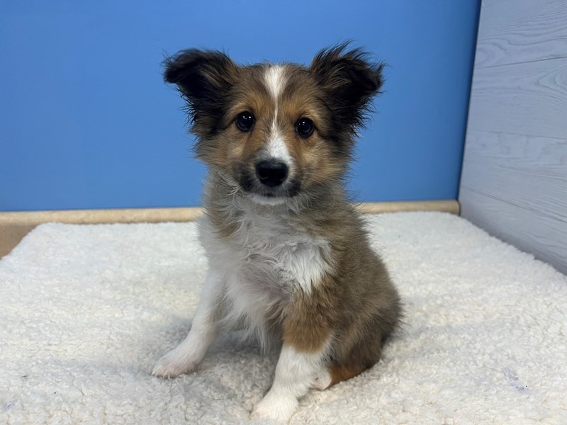 Shetland Sheepdog Small Animal Sable and White ID:21856 Located at ...