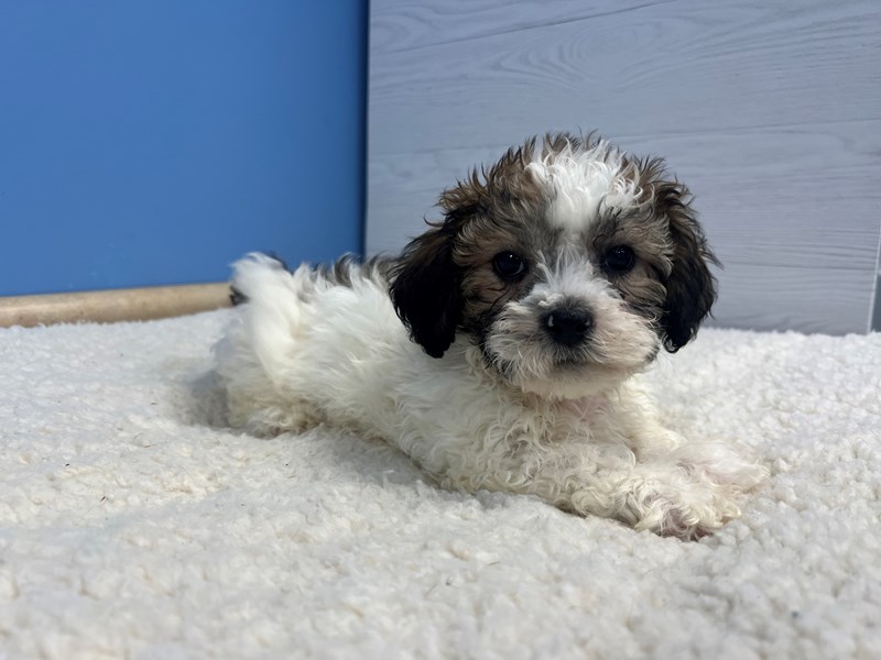 Cavapoo Puppies - Breed Info - Petland Batavia, Illinois