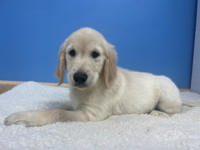 Golden Retriever Small Animal Light Golden ID:21959 Located at Petland ...
