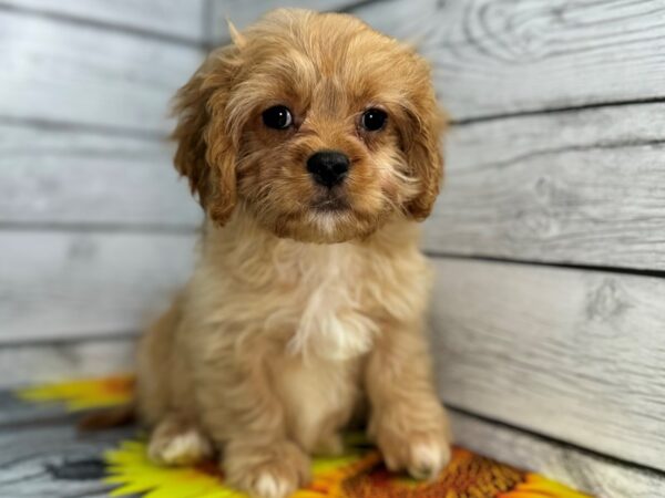 Cavapoo Puppies - Breed Info - Petland Batavia, Illinois