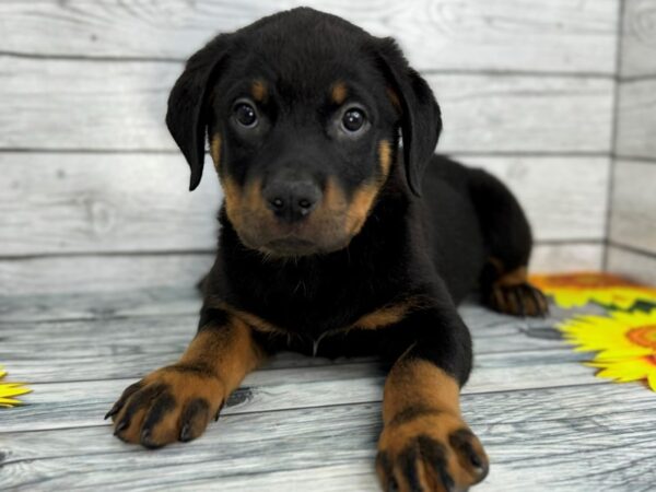 Rottweiler Small Animal Black and Mahogany ID:21867 Located at Petland ...